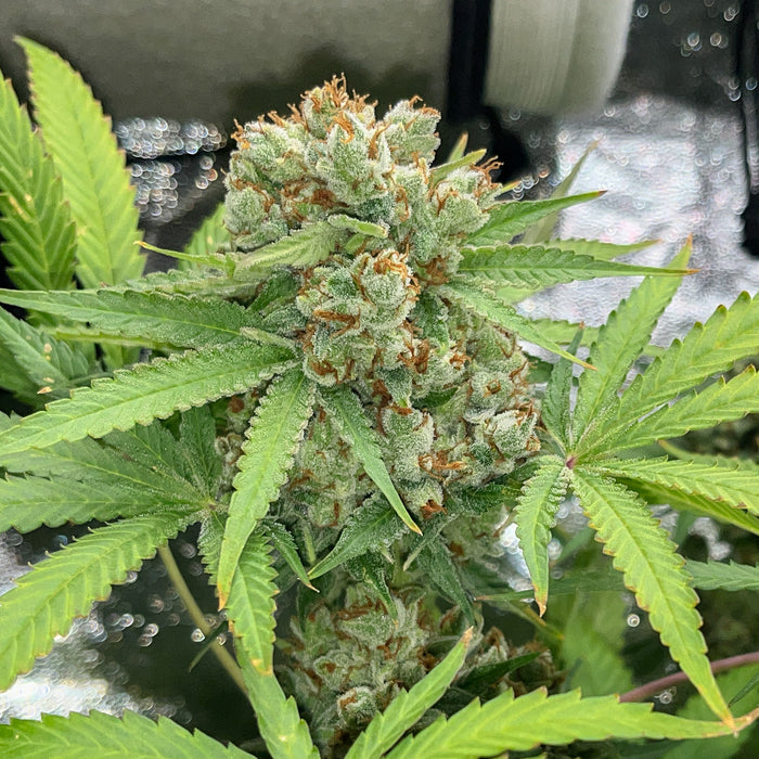 Papaya Zoap F1 Fast Version® - House of Weed