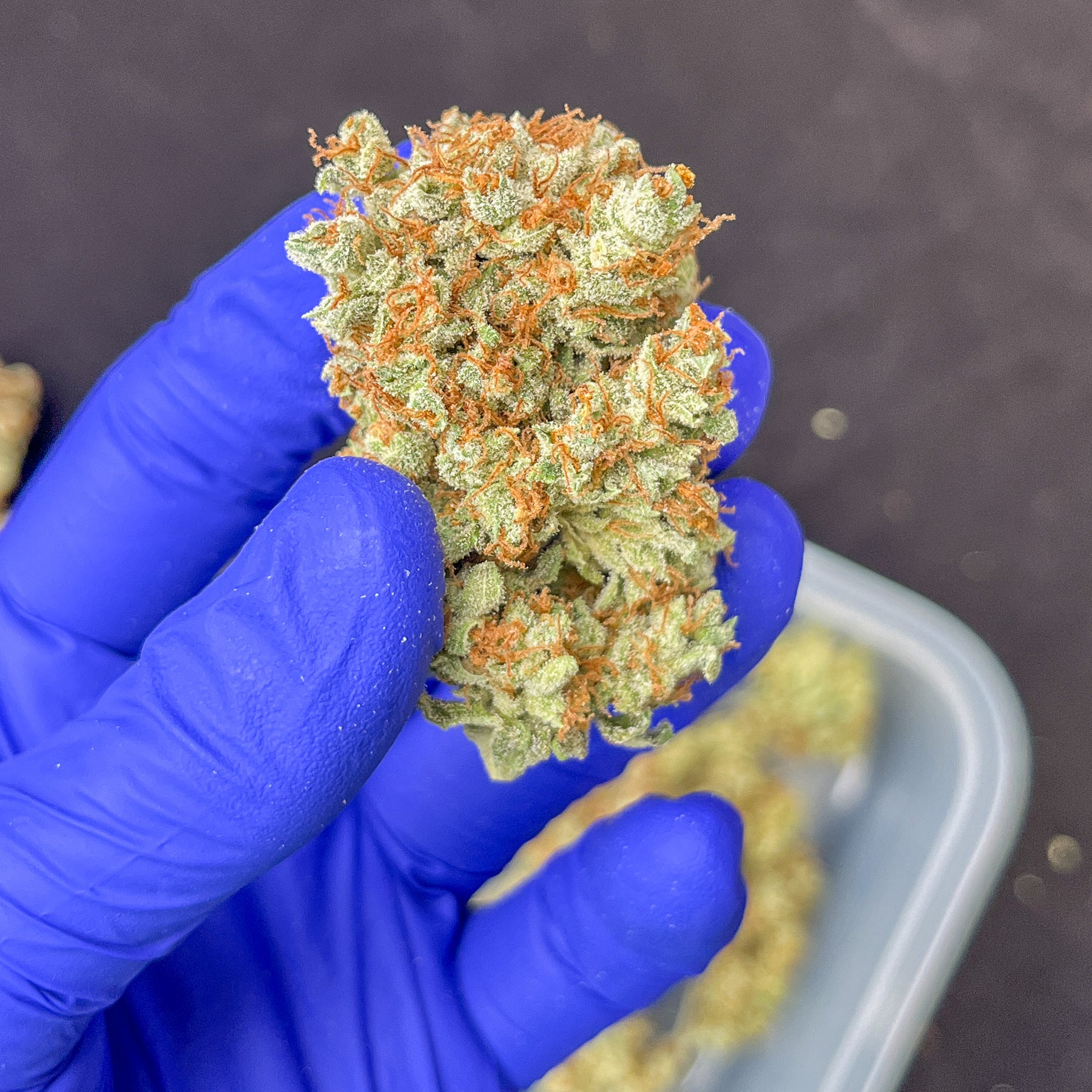 Papaya Zoap F1 Fast Version® - House of Weed