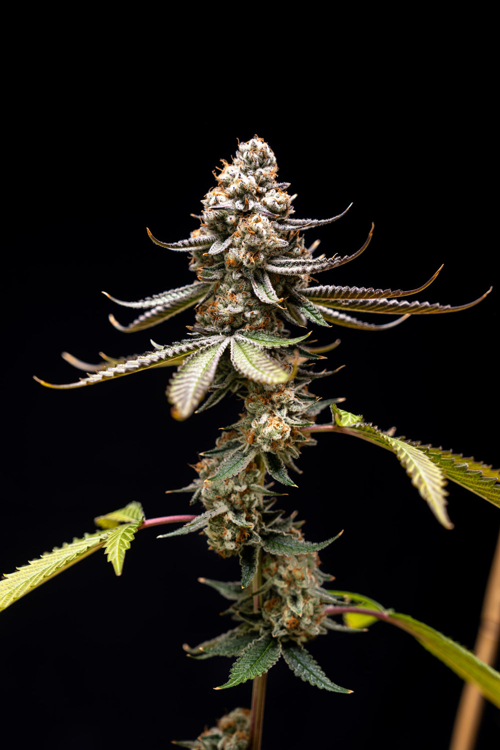 Semillas Pink Truffle World Breeders | Sativa Cremosa THC 27% - House ...