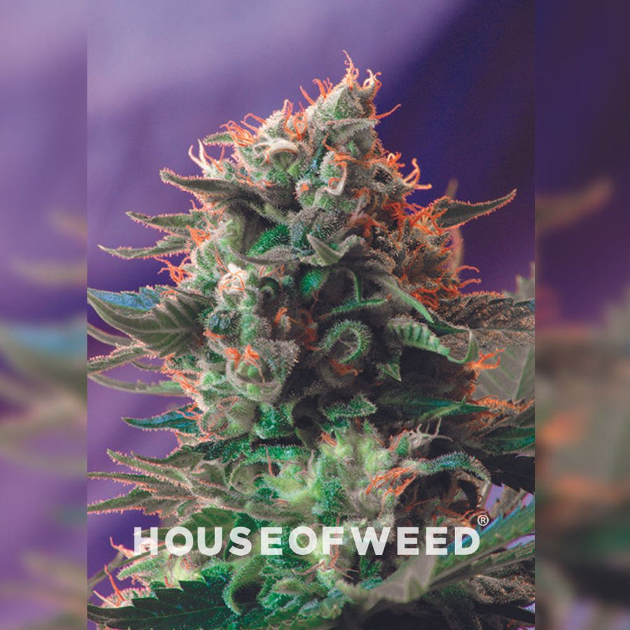 Jack 47® - House of Weed